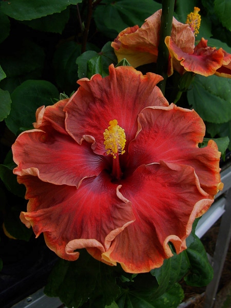 Hibiscus Hibiskus Roy Gommer II gat - 12631980291 - oficjalne archiwum Allegro