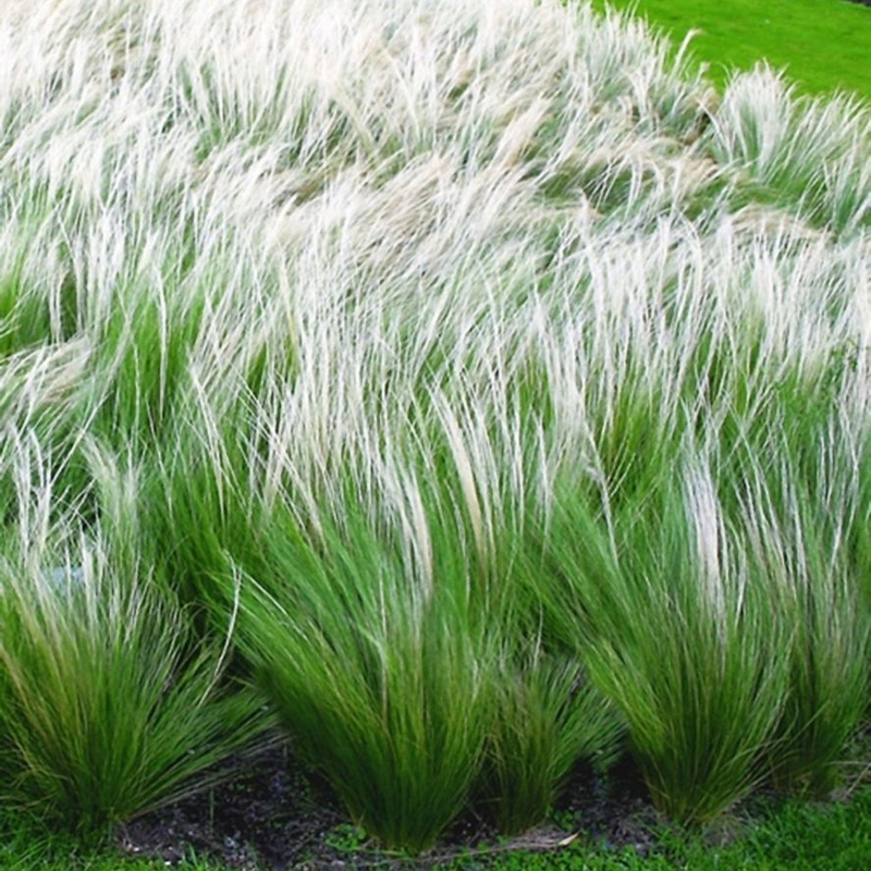 OSTNICA PERUWIAŃSKA sadzonka STIPA ICHU TRAWA 1szt - 13946208857 ...