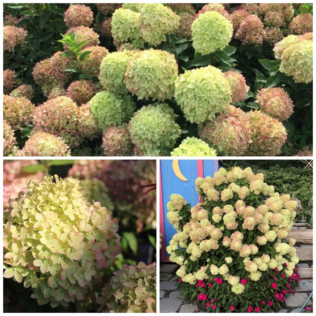 Hortensja Bukietowa Little Lime mała Limelight Hydrangea Duża Doniczka ...