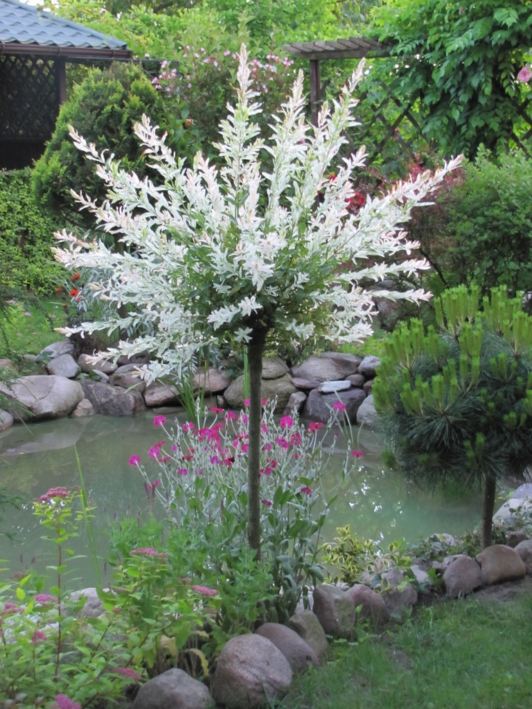 Wierzba Hakuro Pienna - kolorowe listki !!! - 12758977171 - oficjalne ...