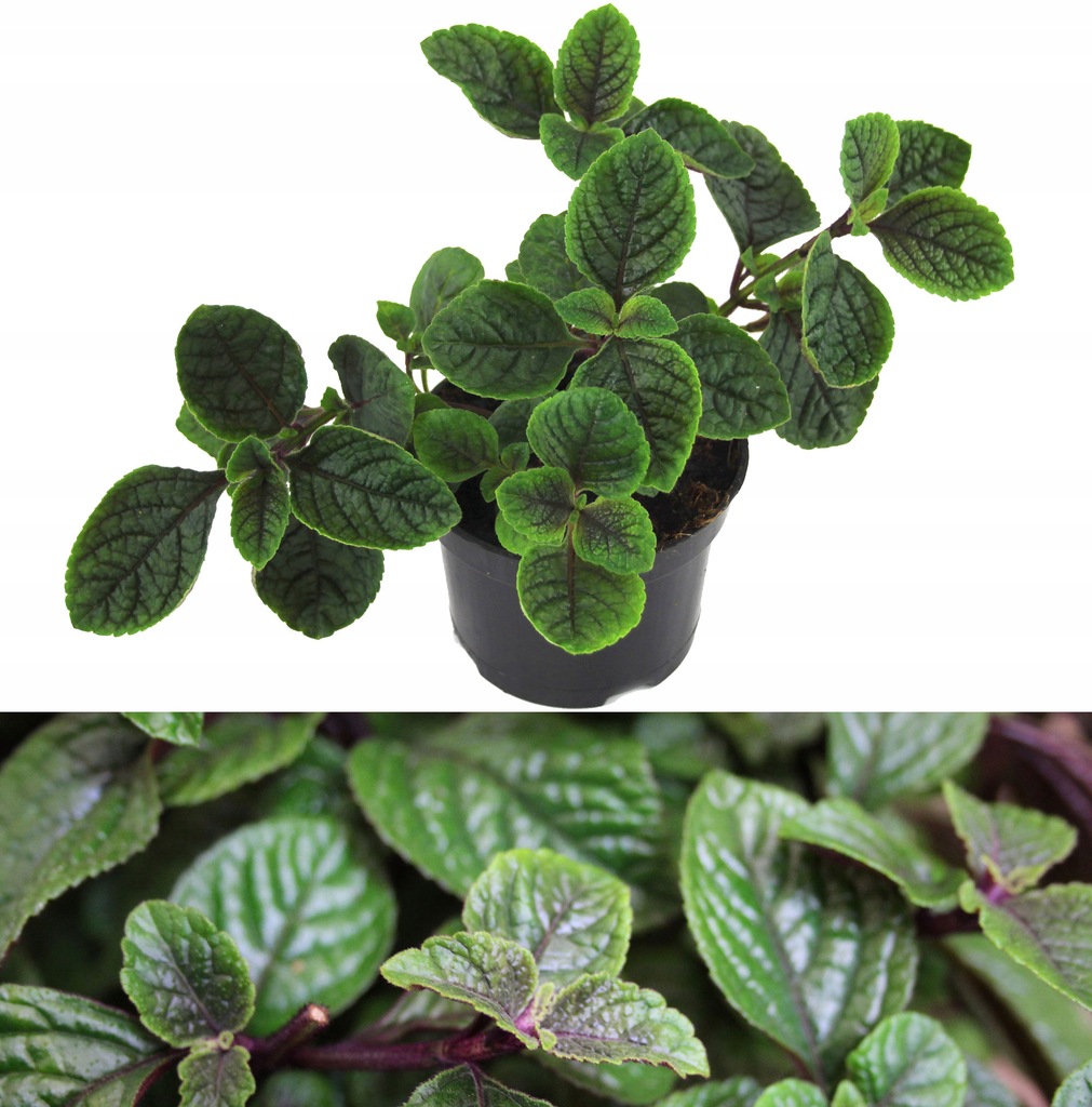 KOMARZYCA Plektrantus Niko NA KOMARY INSEKTY - 13359966122 - oficjalne ...