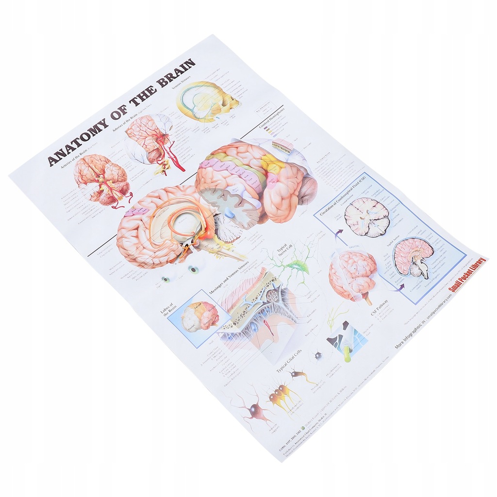 ANALYSIS POSTER MODELS BRAIN POSTER ANATOMY CHART - 15259915845 ...