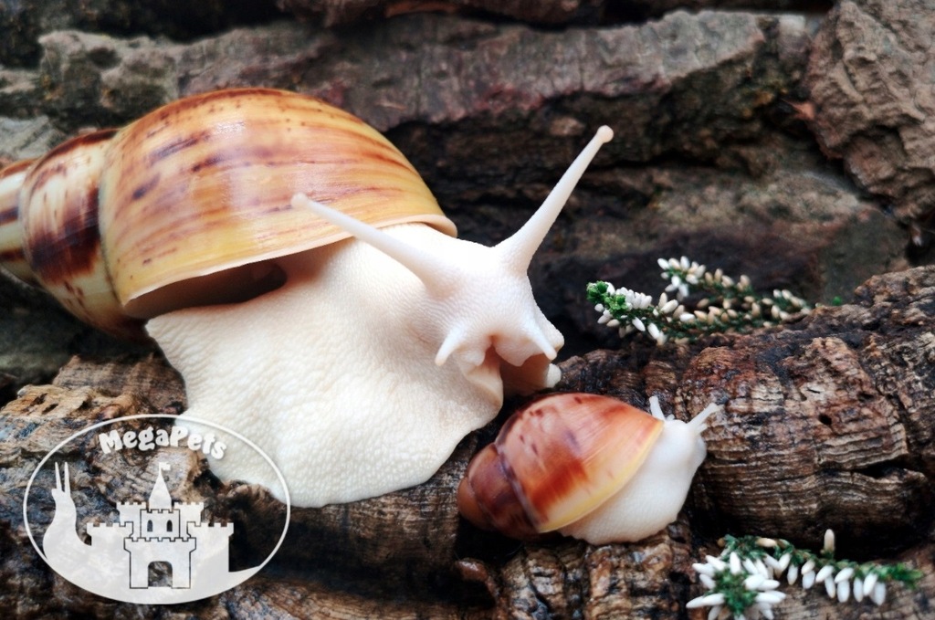 Archachatina marginata ovum albino body ślimaki - 12855391068 - oficjalne archiwum Allegro