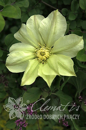 Clematis 'Moonlight' ('Yellow Queen') - 11386309061 - oficjalne ...