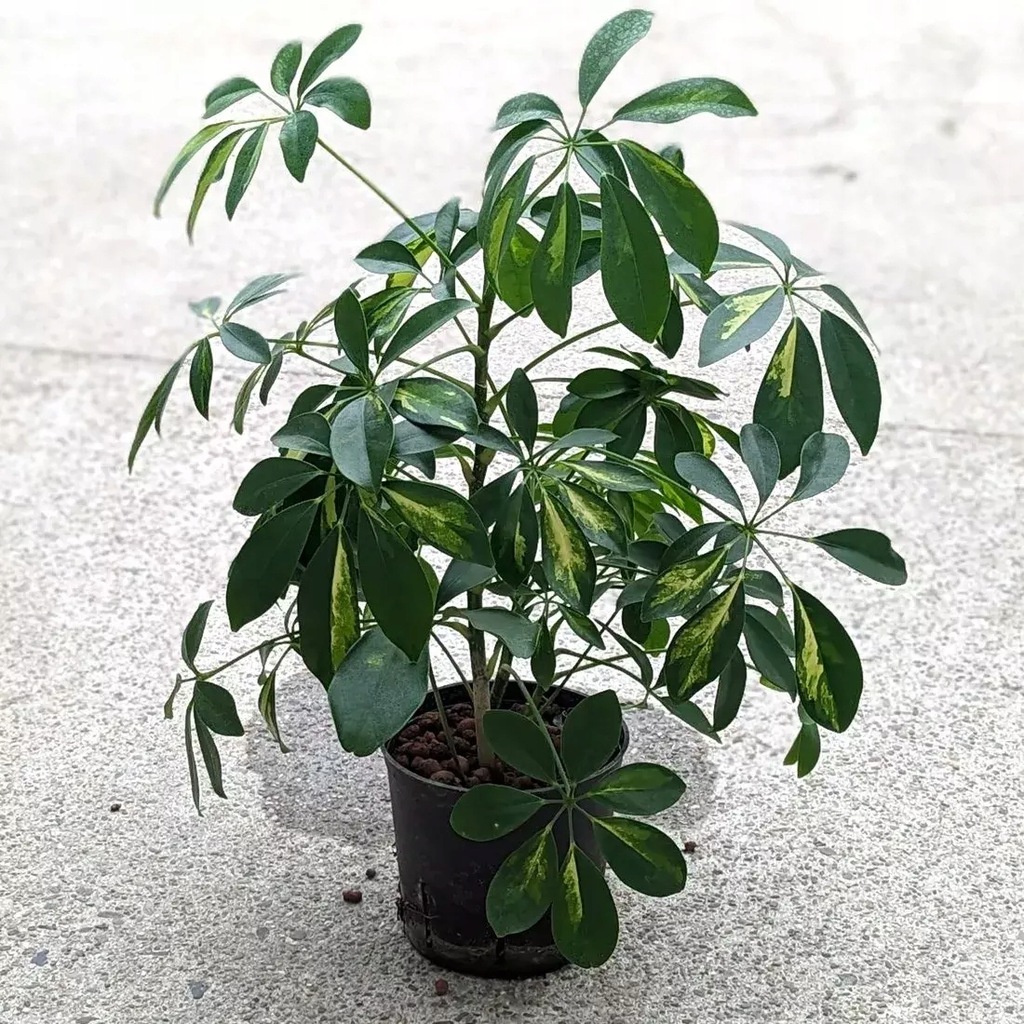 Schefflera gold capella Szeflera w hydroponice h50 - 13928243105 ...