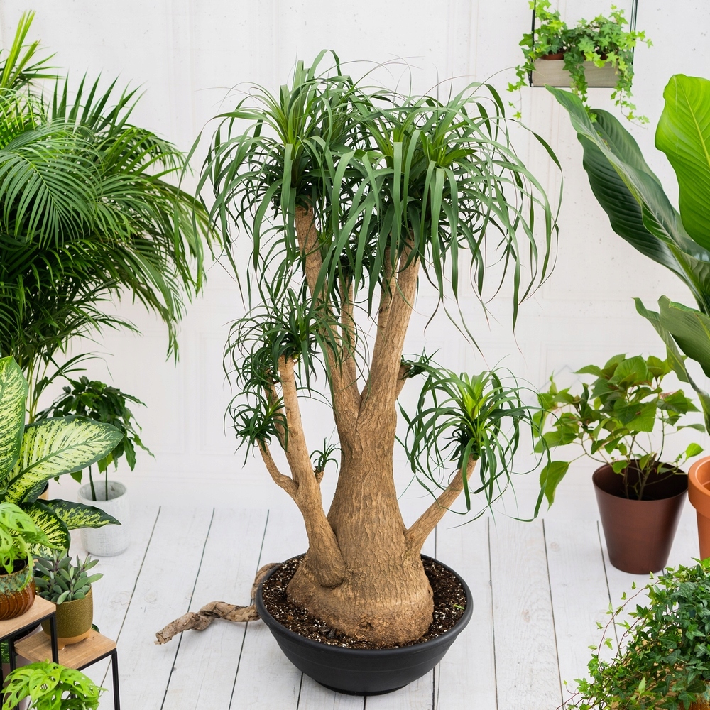 Beaucarnea Recurvata NOGA SŁONIA Nolina -Niesamowita Duża Zdrewniała ...