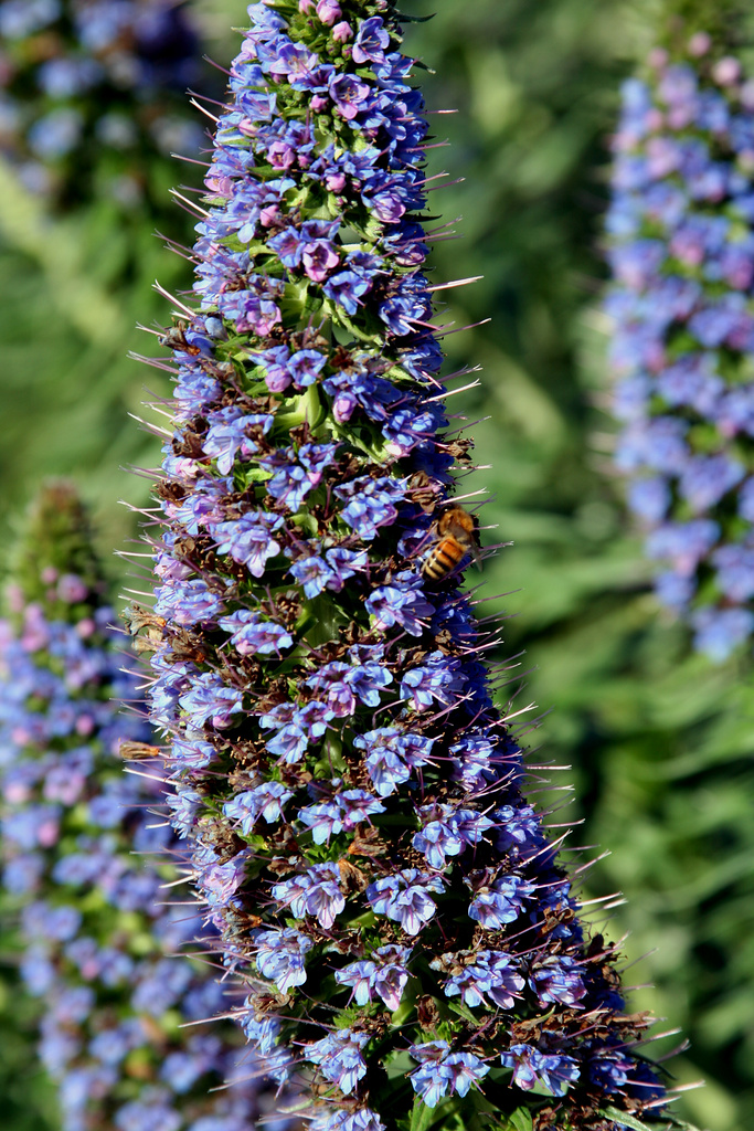 ŻMIJOWIEC WSPANIAŁY NIEBIESKI ECHIUM PLANTAGINEUM. - 8909240394 ...