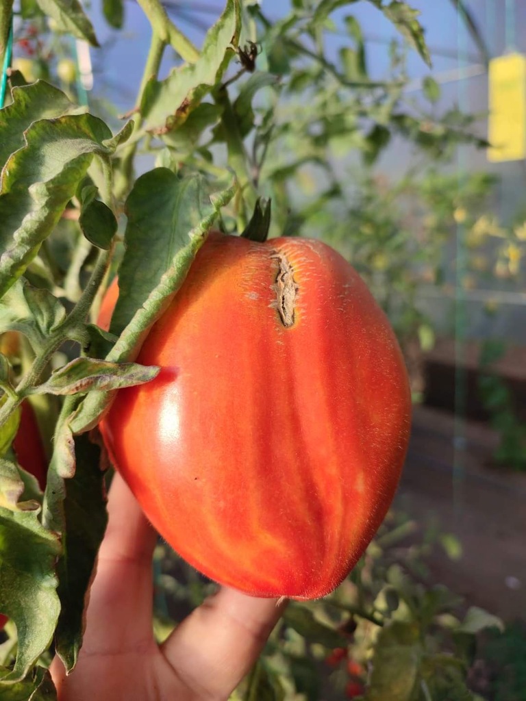 Pomidor INŻIR ROZOVYJ malinowa sakiewka rosyjski - 12802020287 - oficjalne archiwum Allegro