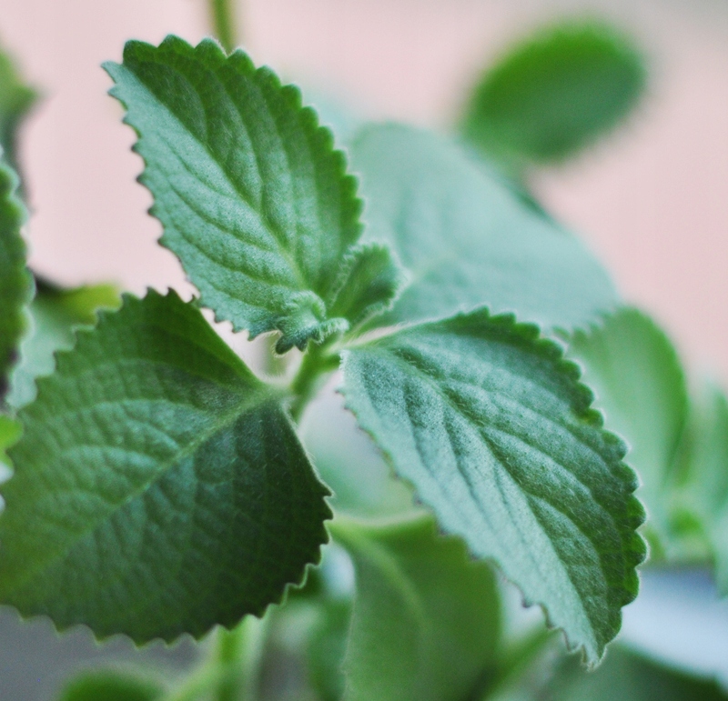 Sadzonka ukorzeniona Mieta meksykanska - 9359926872 - oficjalne ...