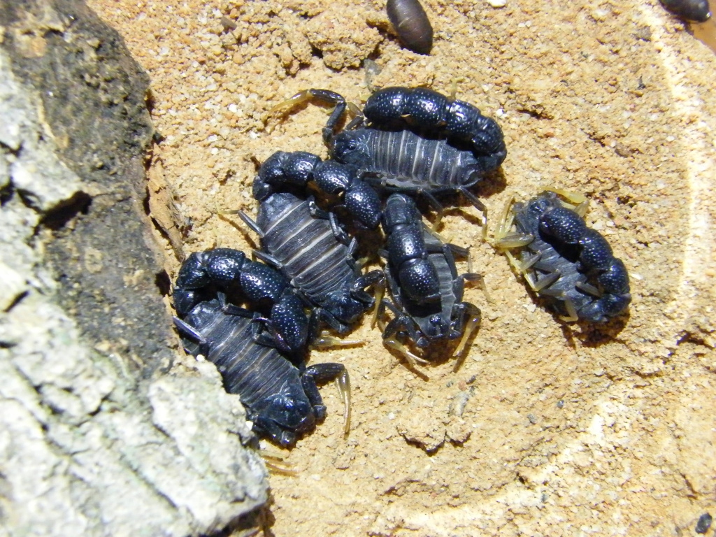 Orthochirus innesi skorpion RARYTAS - 12591297946 - oficjalne archiwum ...