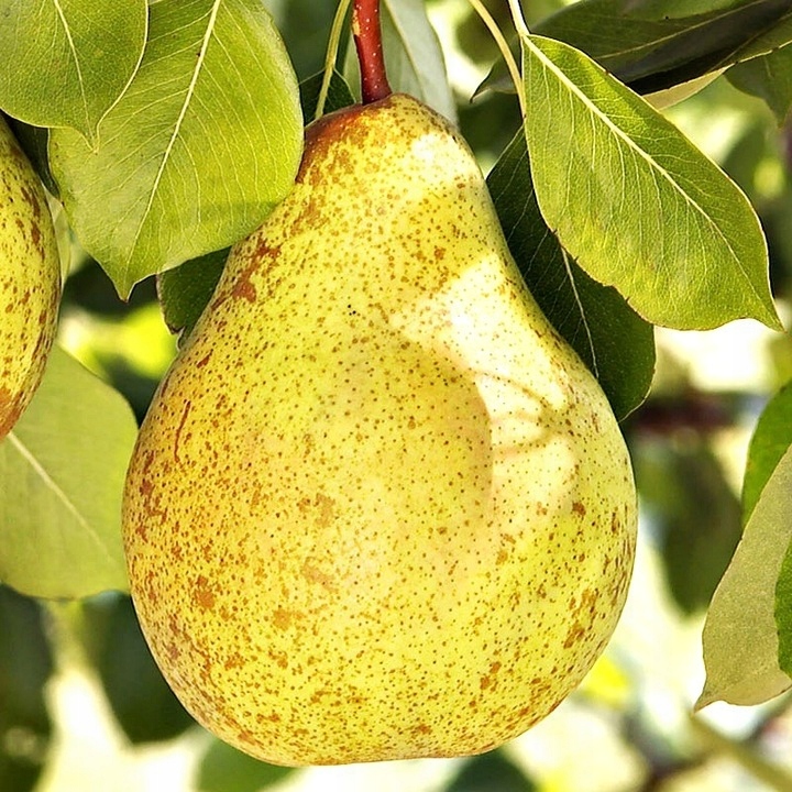 Grusza gruszka klapsa faworytka 100-150CM K. - 13318233865 - oficjalne ...