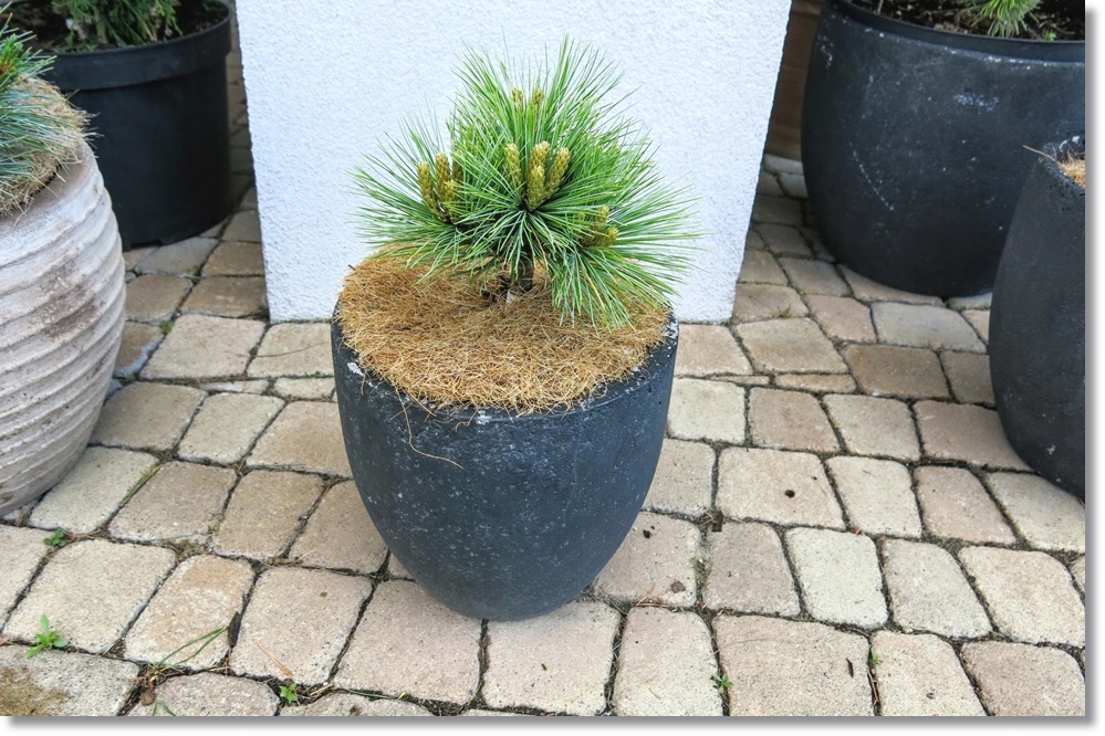 Pinus strobus 'Mary Butler' - unikat !!! - 12230276726 - oficjalne ... Pinus strobus 'Mary Butler' - unikat !!! - 12230276726 - oficjalne ...