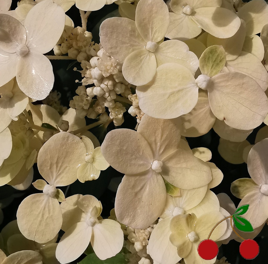 HORTENSJA BUKIETOWA POLESTAR C2 - 12132594337 - oficjalne archiwum Allegro