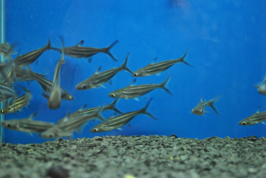 SUM REKINI ryba wysyłka FV - 11895289283 - oficjalne archiwum Allegro