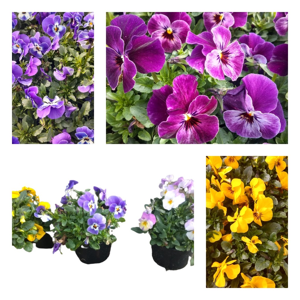 bratki sadzonki zestaw 6-ciu sztuk drobnokwiatowe - 13415854713 ...