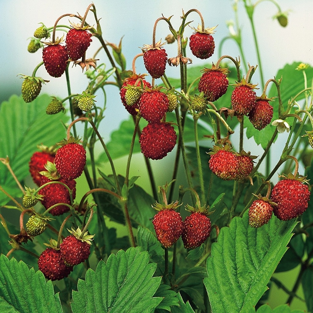 Poziomka Rujana zwisająca nasiona poziomki warzyw - 13089740491 ...