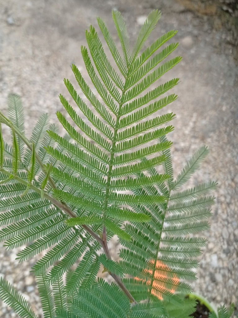 Akacja srebrzysta (Acacia dealbata) - Pięknie Pachnąca MIMOZA - 16597693509 - oficjalne archiwum ...