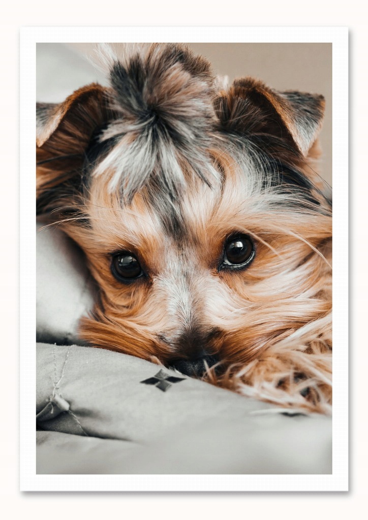 Plakat Piesek - 11282636278 - oficjalne archiwum Allegro