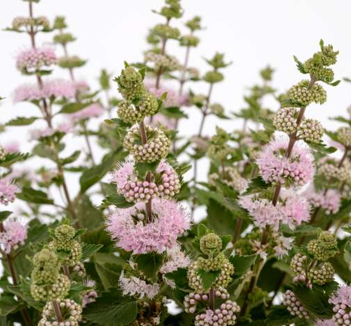 BARBULA RÓŻOWA, karłowa MIODODAJNA sadzonka 2L - 12409133753 ...