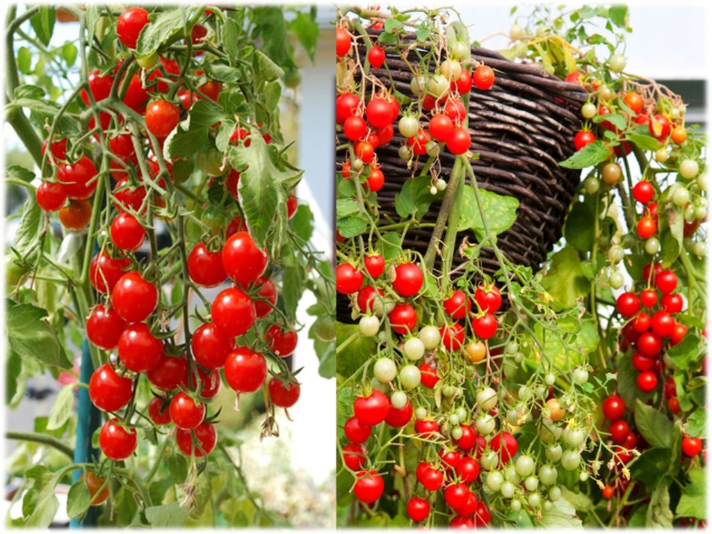 POMIDOR KOKTAJLOWY WISZĄCY MASKOTKA 3 SADZONKI - 13688800719 ...