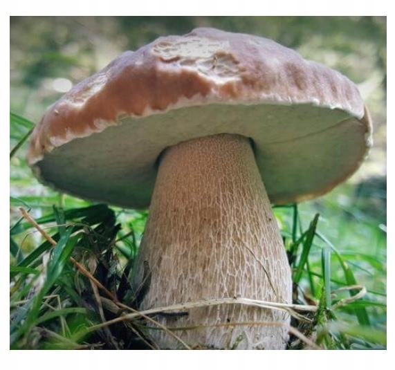 BOROWIK SZLACHETNY prawdziwek - grzybnia do ogrodu - 9564469341 ...