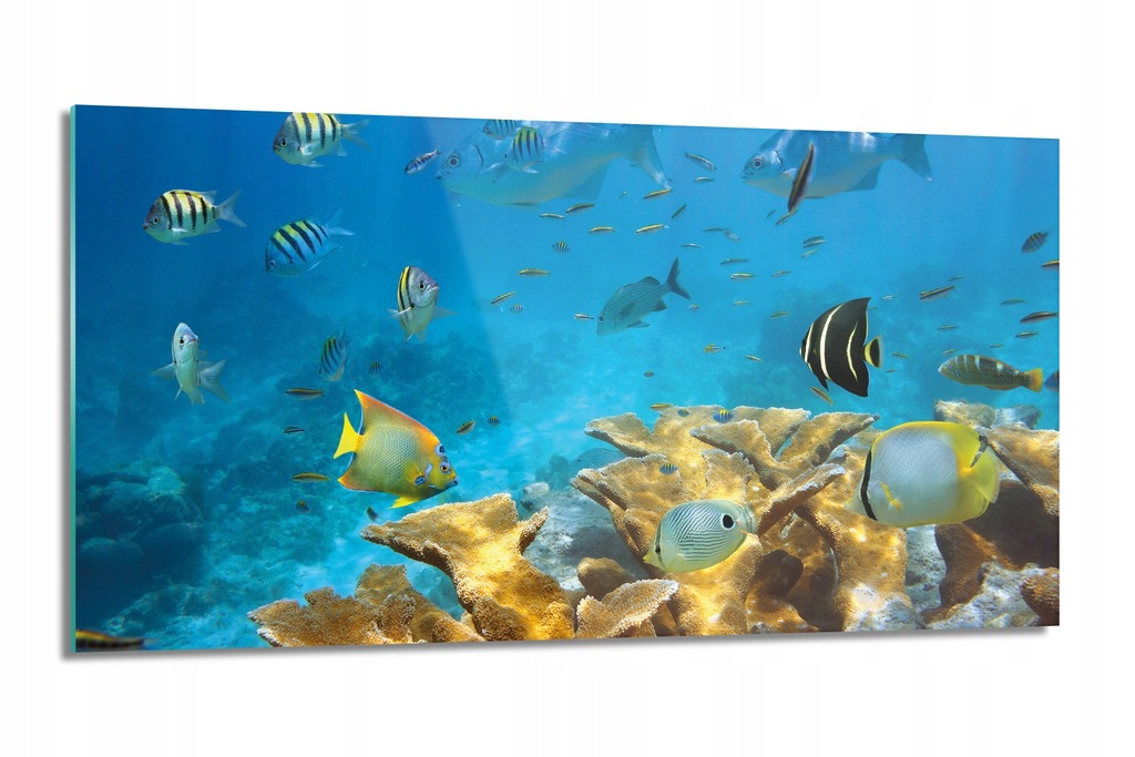 panel do kuchni Kolorowe ryby rafa 100x50 ze szkła - 10754550729 ...