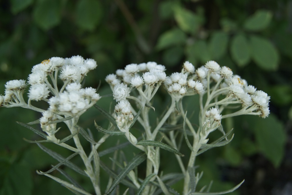 Anafalis perłowy Anaphalis margeritacea - 9577473491 - oficjalne ...
