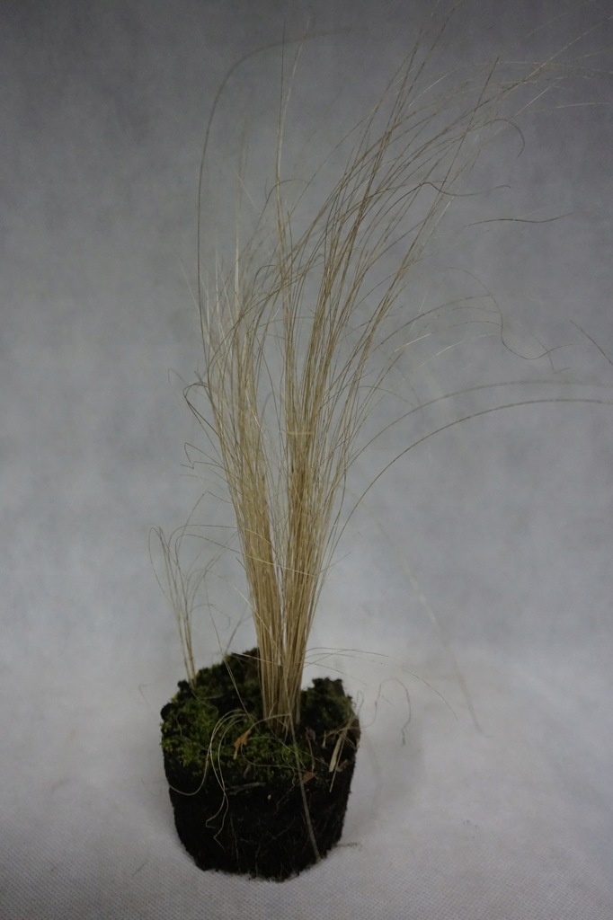 TRAWA OSTNICA PONY STIPA KOŃSKI OGON SADZONKA - 12672371531 - oficjalne ...