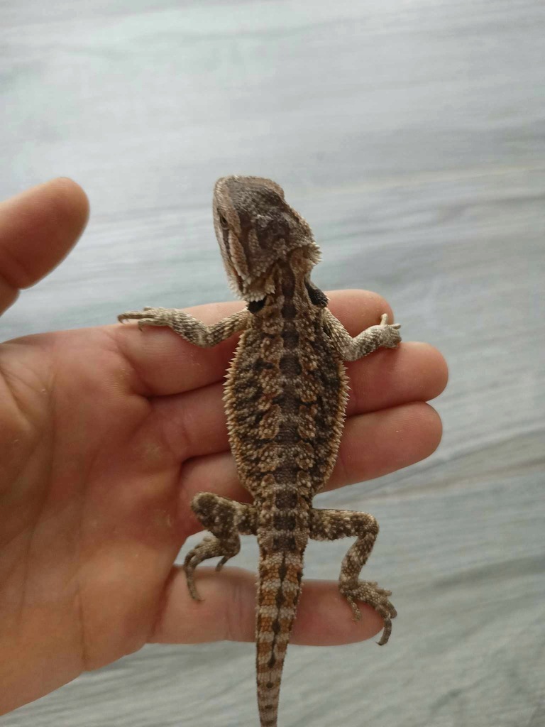 Agama brodata CLASSIC x RED samiec - 13988960817 - oficjalne archiwum ...