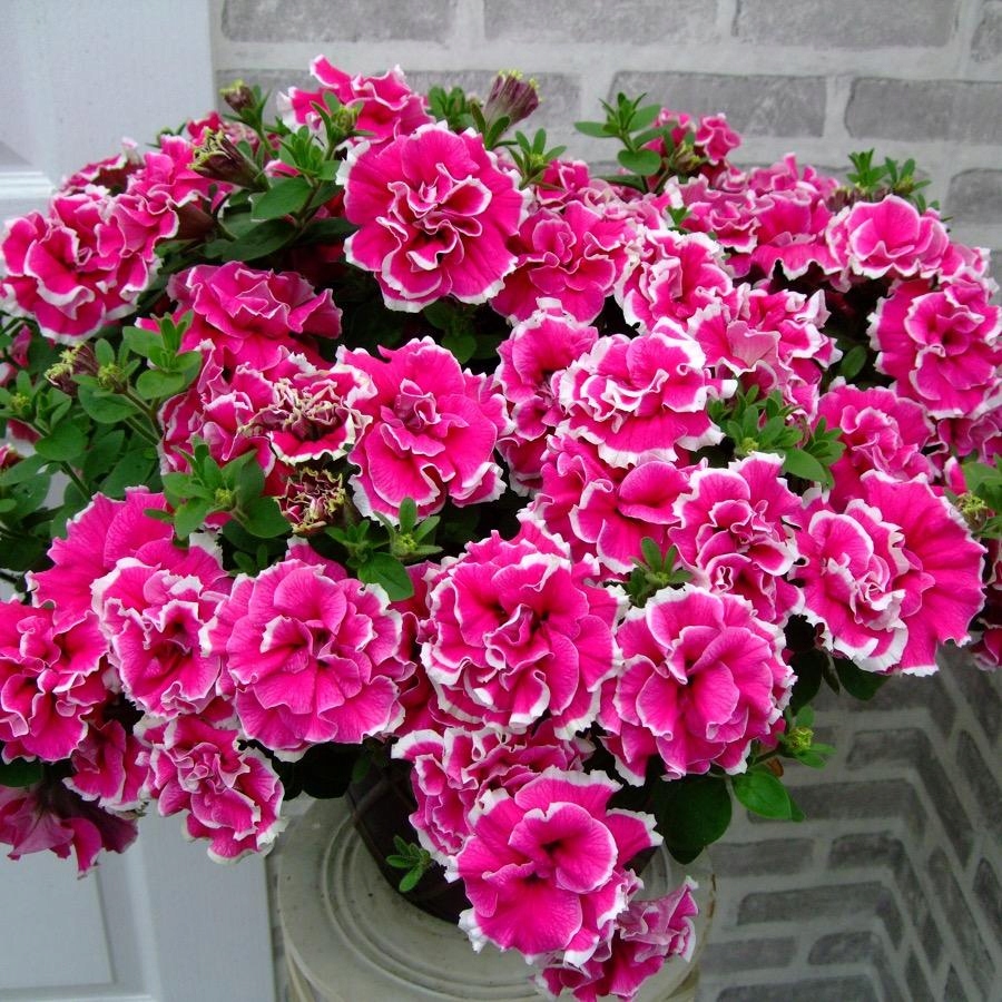 SURFINIA TUMBELINA ANNA DUŻE SADZONKI KWIECIEŃ - 12973633015 ...