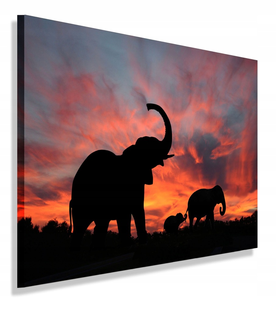 OBRAZ SŁONIE SŁOŃ AFRYKA OBRAZY CANVAS 50x50 - 12797431098 - oficjalne ...