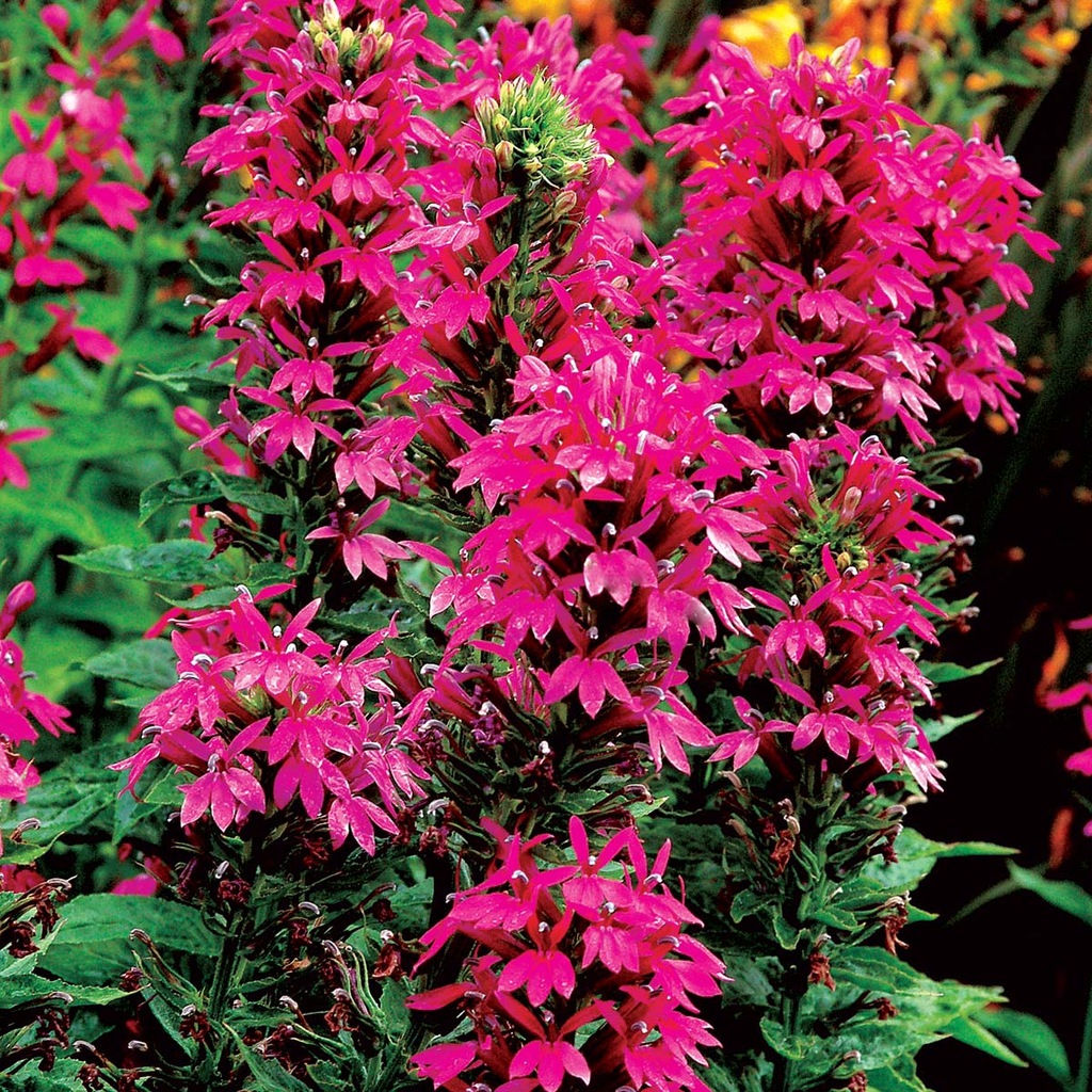 Lobelia okazała ' Deep Rose' duże sadzonki - 13906247878 - oficjalne ...