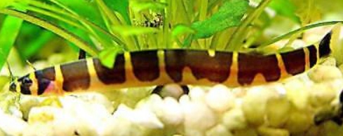 PISKOREK ryba wysyłka FV - 12197563102 - oficjalne archiwum Allegro