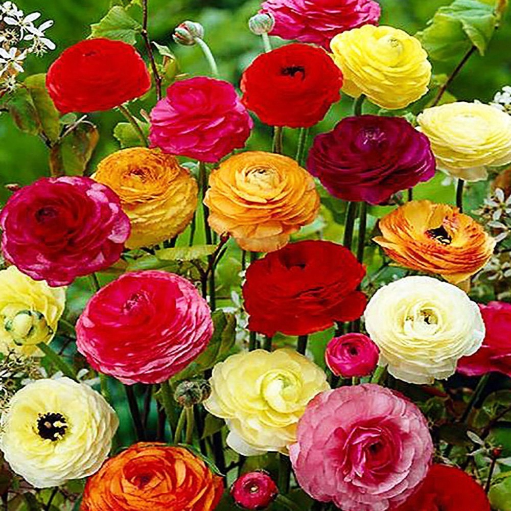 Jaskier jaskry ranunculus sadzonki Mix 5 szt - 11767879532 - oficjalne ...
