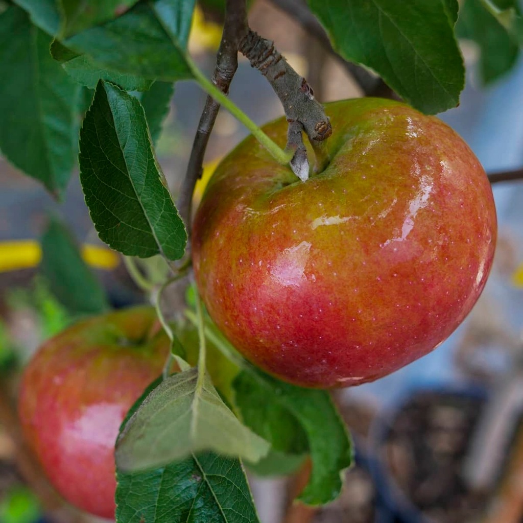 Jabłoń Elstar - 12387847431 - oficjalne archiwum Allegro