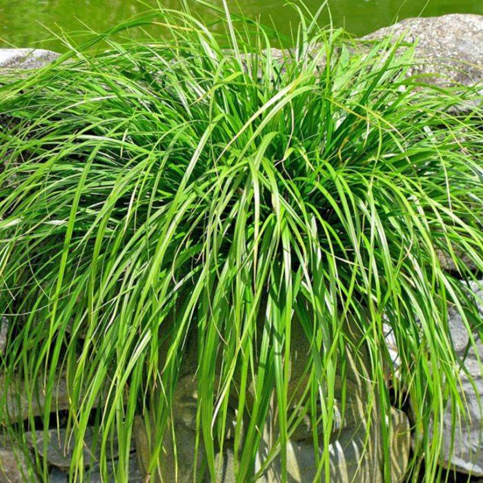 Turzyca oszimska Evergreen sadzonka P9 trawy ozdob - 12219133118 ...