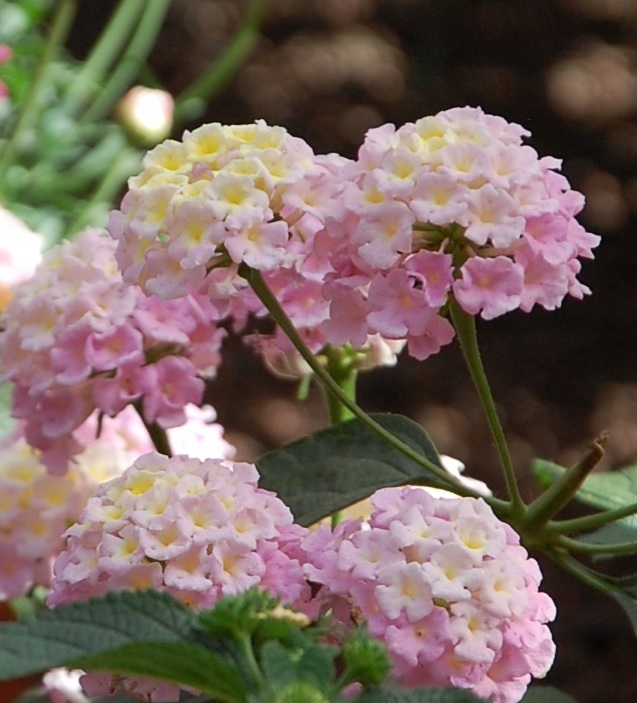 Lantana SunFun Lavender Glow Cytrynowy ZAPACH - 11261152094 - oficjalne ...