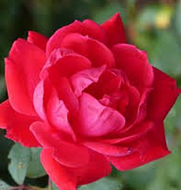 Róża Paul Scarlet pnąca bardzo odporna - PROMOCJA - 8974637162 ...