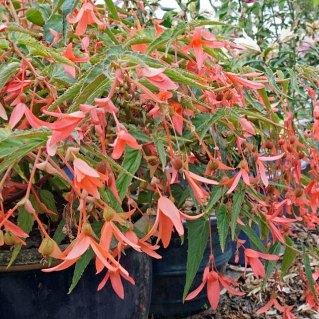 Begonia Zwisająca Bertini San Francisco 1 szt. - 13159546023 ...