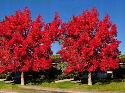 Ambrowiec balsamiczny SADZONKA - 11678238533 - oficjalne archiwum Allegro