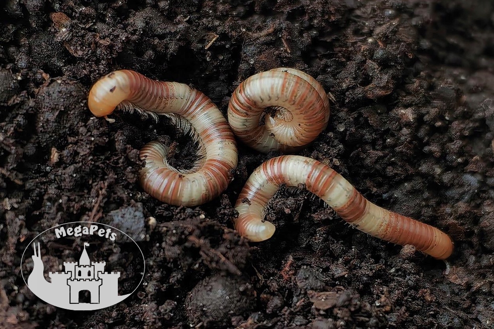 Spirostreptus sp Tanzania Krocionóg Stonoga Wije Karaczany Izopody ...