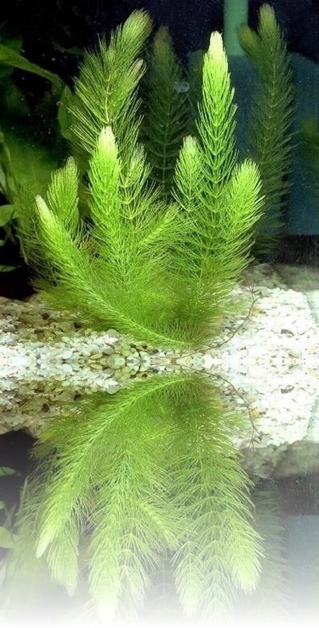 Rogatek Sztywny Roślina Wodna Pływająca 10cm - 11484112648 - oficjalne ...