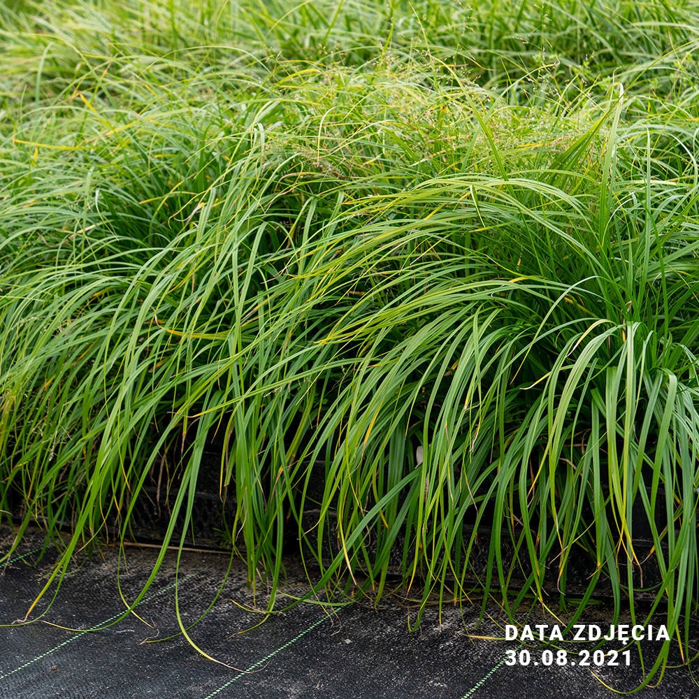 Turzyca oszimska Evergreen - 12439725997 - oficjalne archiwum Allegro