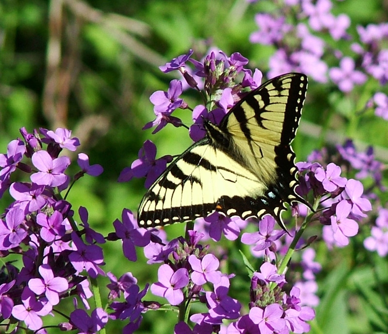 Wieczornik damski, Hesperis matronalis, zapach - 11131951815 ...
