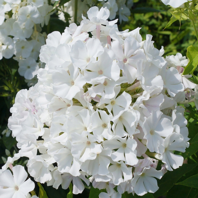FLOKS WIECHOWATY BIAŁY sadzonka PHLOX WHITE - 15178079713 - oficjalne ...