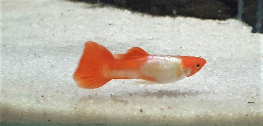 Gupik Koi - 13286872461 - oficjalne archiwum Allegro