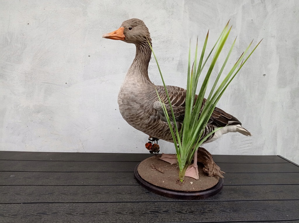 ges gegawa ptak spreparowana myslistwo trofea - 13620209529 - oficjalne ...