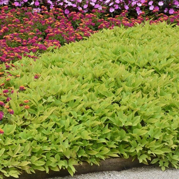 Wilec ipomea batatas SolarPower LIME Heart ROŚLINA DO KOMPOZYCJI ...