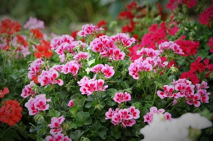 Pelargonia MARCADA PINK PURPLE długo kwitnie - 13215652747 - oficjalne ...