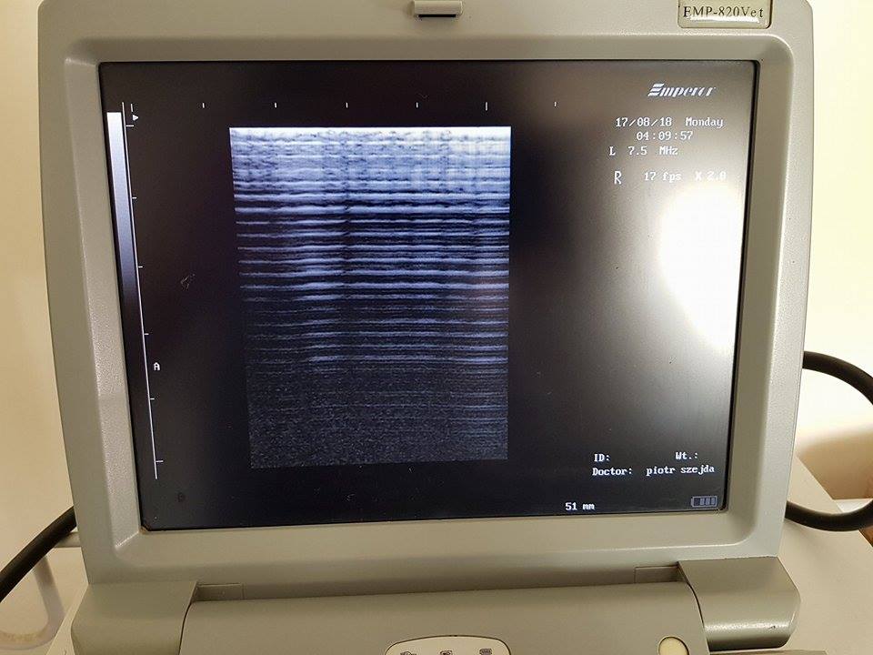 USG Emperor z głowicą rektalną przenośny EMP 820 v - 7184106753 ...